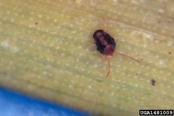 winter grain mite | WORLD OF WHEAT