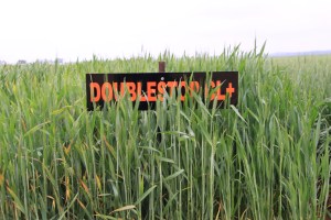 Questions about Clearfield wheat | WORLD OF WHEAT