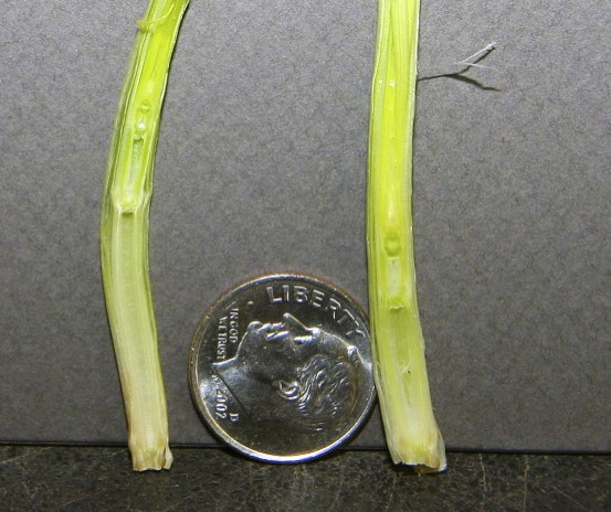 Checking for first hollow stem | WORLD OF WHEAT