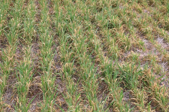 drought | WORLD OF WHEAT