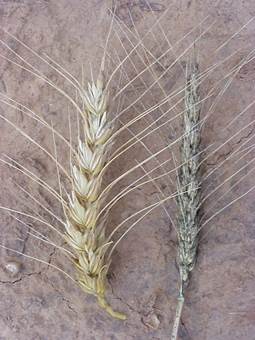 Wheat Disease Update – 08 June 2016 | WORLD OF WHEAT