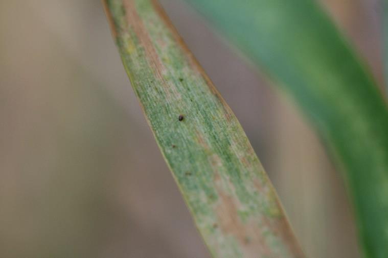 Mites in Wheat Fields | WORLD OF WHEAT