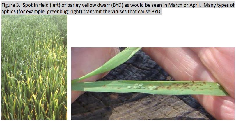 Disease and Insect Considerations to Make Before Planting Wheat This ...