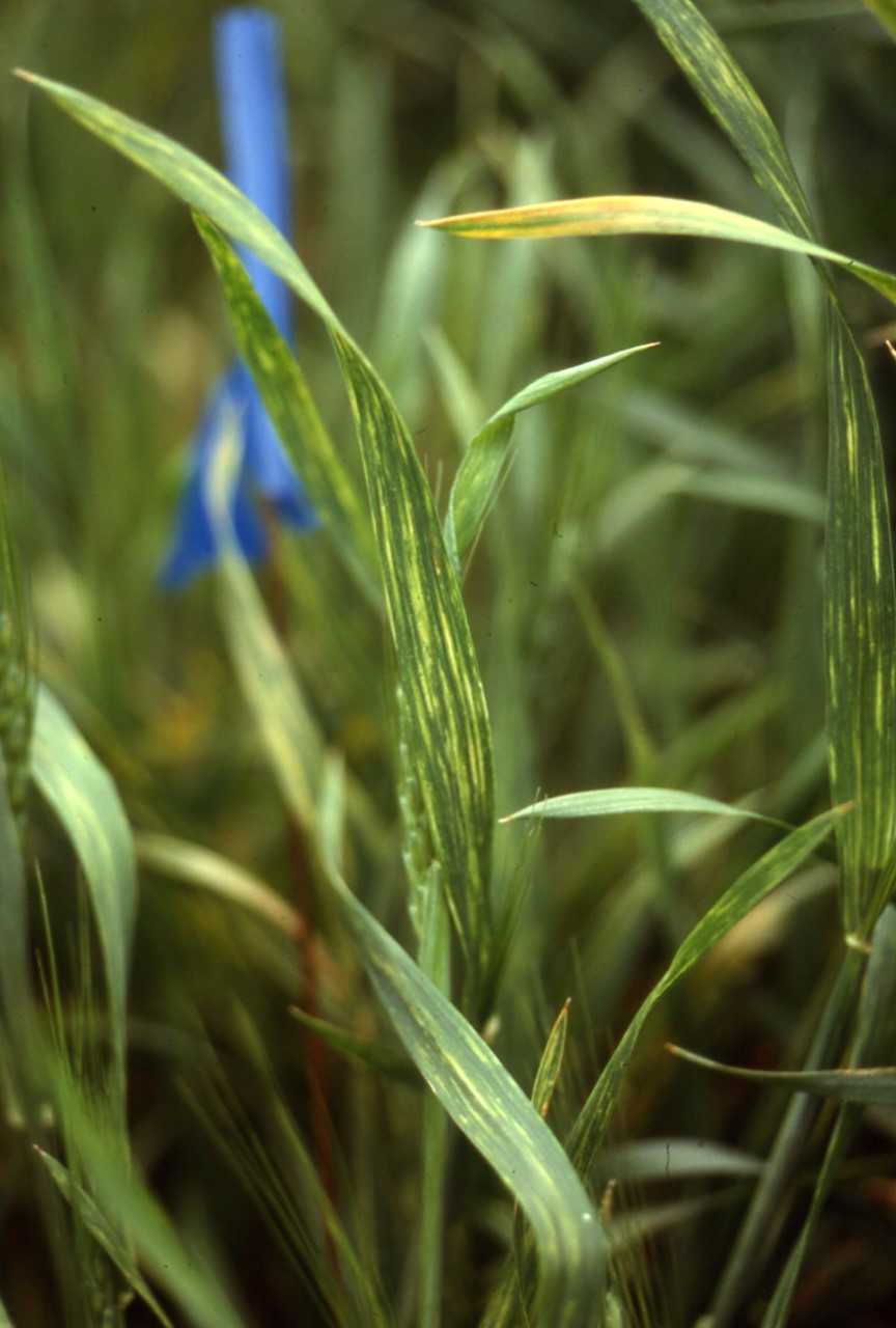 Right now is the time to be controlling your volunteer wheat for Wheat ...