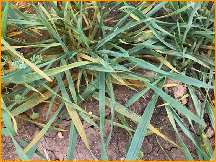 Wheat Disease Update – 21 February 2018 | WORLD OF WHEAT