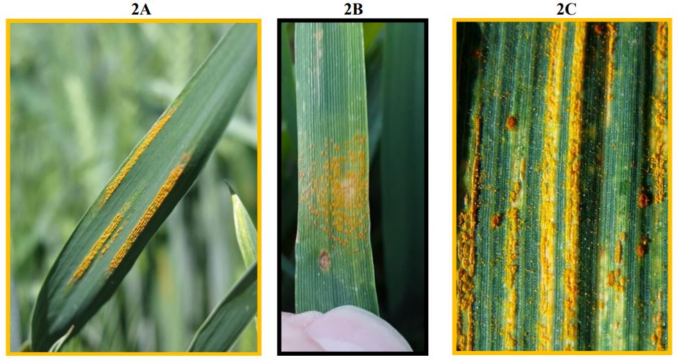 Wheat Disease Update – 21 February 2018 | WORLD OF WHEAT