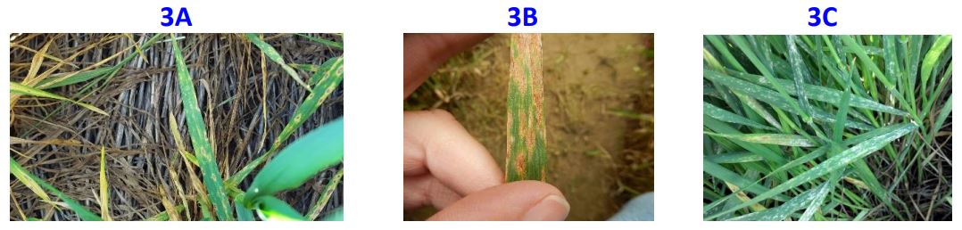 Wheat Disease Update – 21 February 2018 | WORLD OF WHEAT