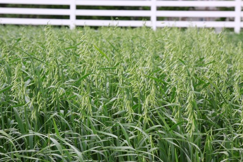 Spring-planted Oat for Forage | WORLD OF WHEAT