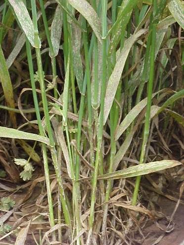 Wheat Disease Update – April 13, 2018 | WORLD OF WHEAT