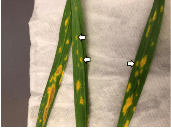 Wheat Disease Update – 13/02/2020 | WORLD OF WHEAT