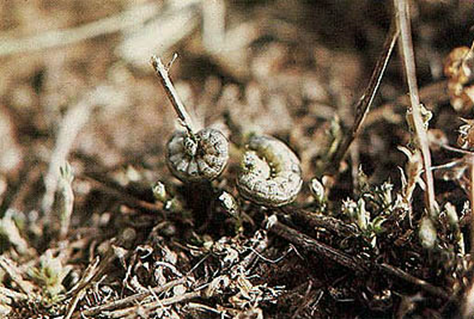 Army Cutworms Reported in Some Wheat and Alfalfa Fields | WORLD OF WHEAT