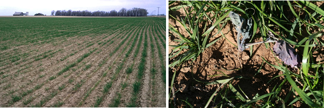 Army Cutworms Reported in Some Wheat and Alfalfa Fields | WORLD OF WHEAT