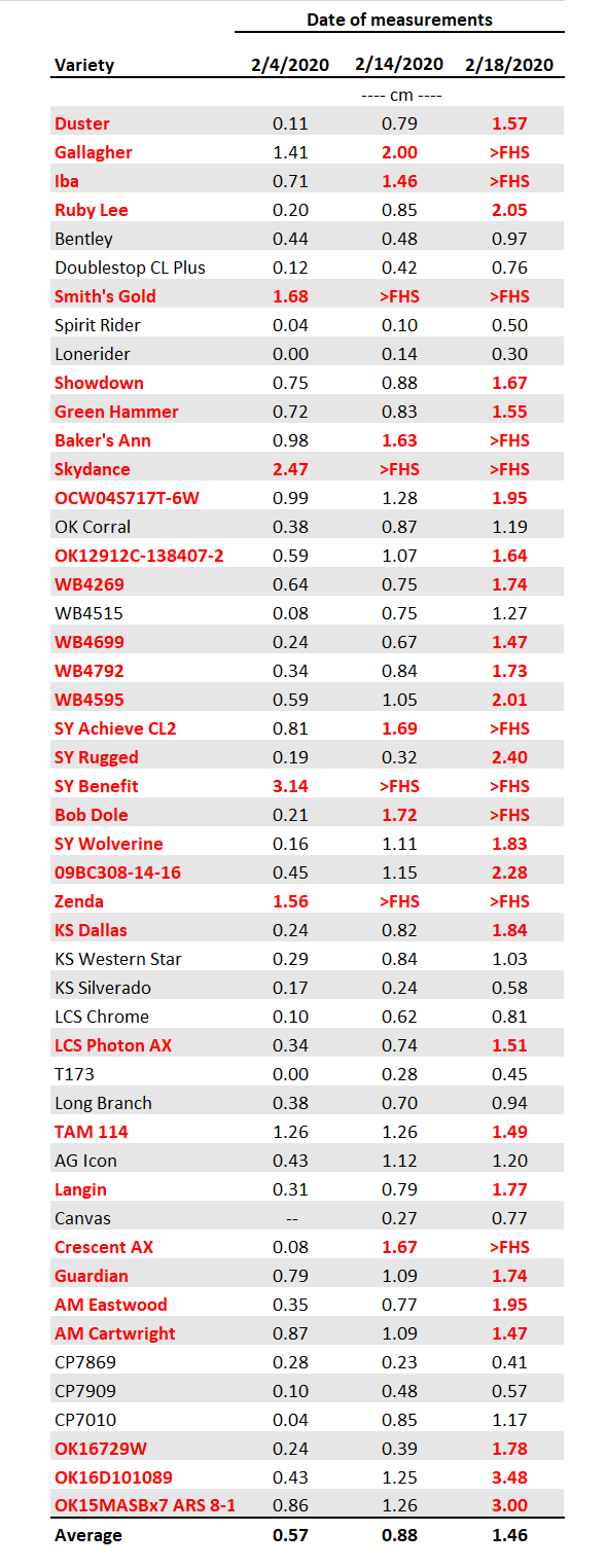 First Hollow Stem update – 2/18/2020 | WORLD OF WHEAT