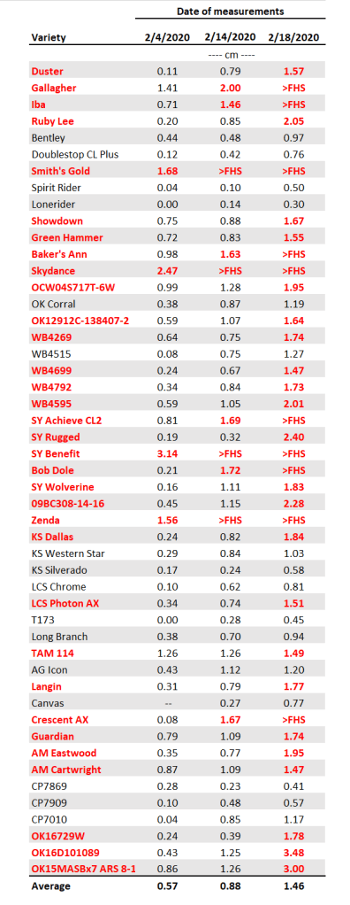 First Hollow Stem update – 2/18/2020 | WORLD OF WHEAT
