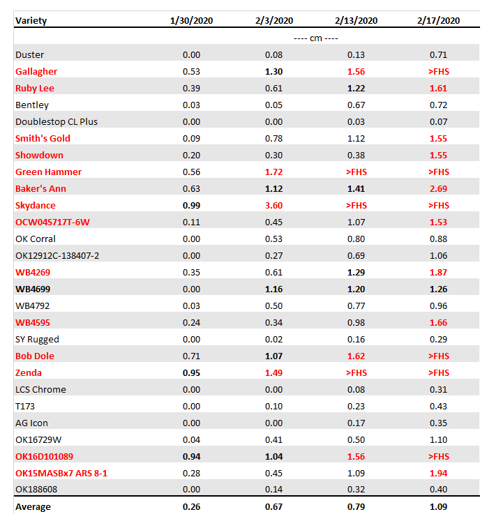 First Hollow Stem update – 2/18/2020 | WORLD OF WHEAT