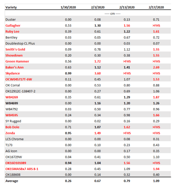 First Hollow Stem update – 2/18/2020 | WORLD OF WHEAT