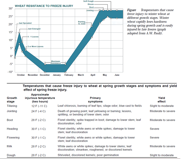 Assessing freeze damage on wheat | WORLD OF WHEAT