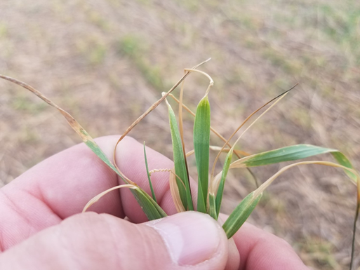 Assessing freeze damage on wheat | WORLD OF WHEAT