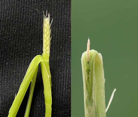 Assessing freeze damage on wheat | WORLD OF WHEAT