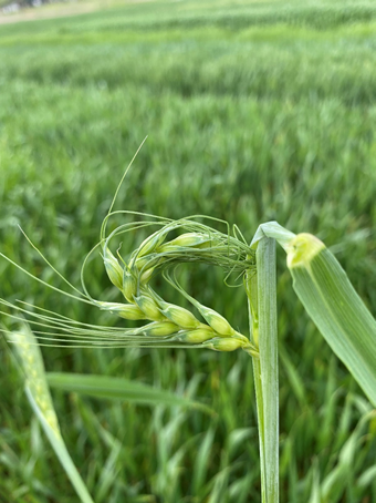 Assessing freeze damage on wheat | WORLD OF WHEAT