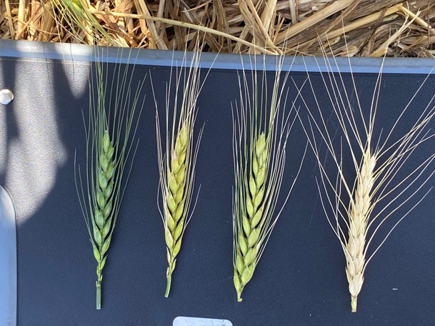 Severe wheat freeze damage observed in some areas across Oklahoma – 04 ...