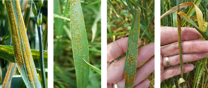 Wheat Disease Update – 9 May 2020 | WORLD OF WHEAT