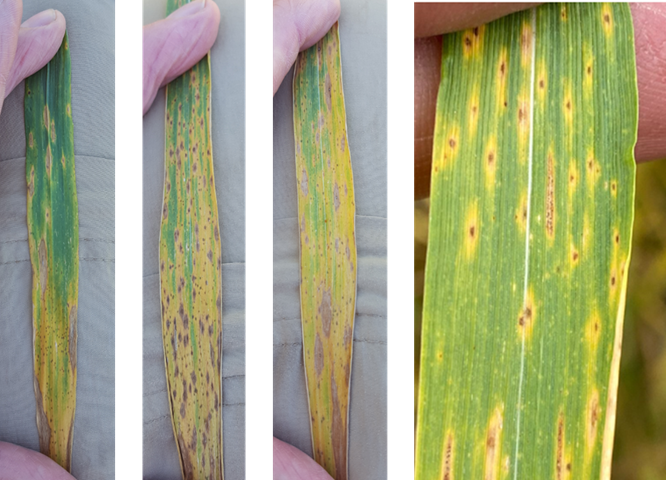 Wheat Disease Update – 22 May 2020 | WORLD OF WHEAT