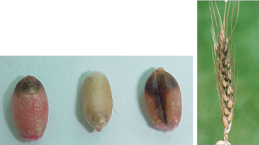 Wheat Disease Update – 17 June 2020 | WORLD OF WHEAT