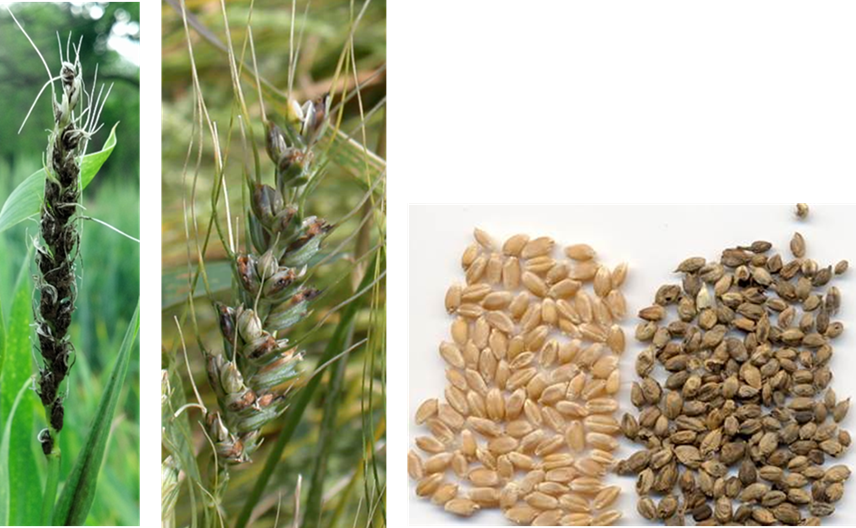 Wheat Disease Update – 17 June 2020 | WORLD OF WHEAT