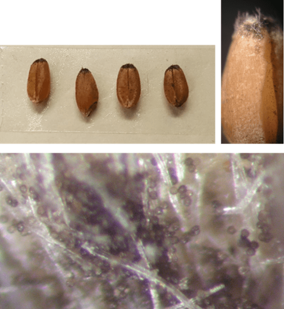 Wheat Disease Update – 17 June 2020 | WORLD OF WHEAT
