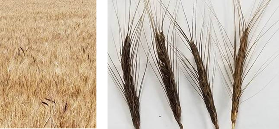 Wheat Disease Update – 4 June 2020 | WORLD OF WHEAT