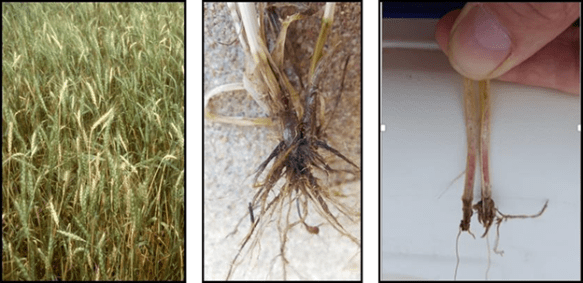 Considerations to Make before Planting Wheat this Fall – Wheat Disease ...