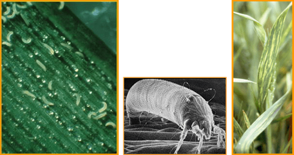 Considerations to Make before Planting Wheat this Fall – Wheat Disease ...