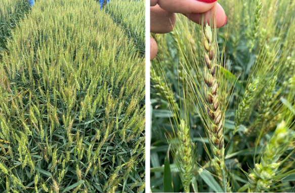 Wheat Disease Update – 21 May 2021 | WORLD OF WHEAT