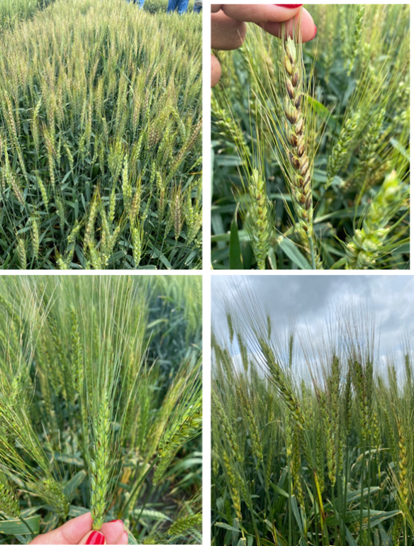variety testing | WORLD OF WHEAT