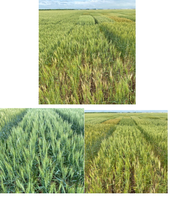 variety testing | WORLD OF WHEAT