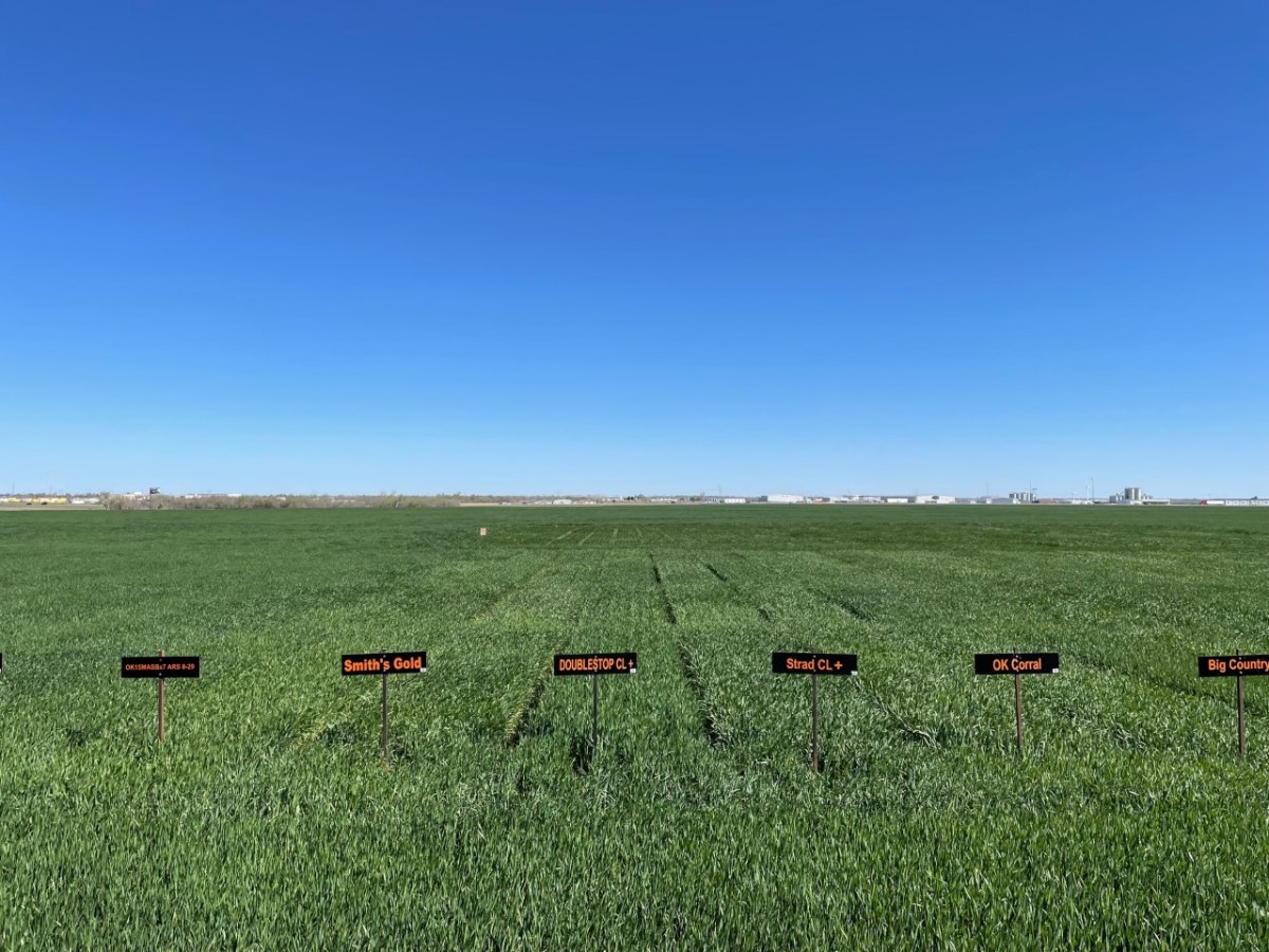 2023 OSU Wheat Variety Testing Plot Tours and Wheat Status | WORLD OF WHEAT